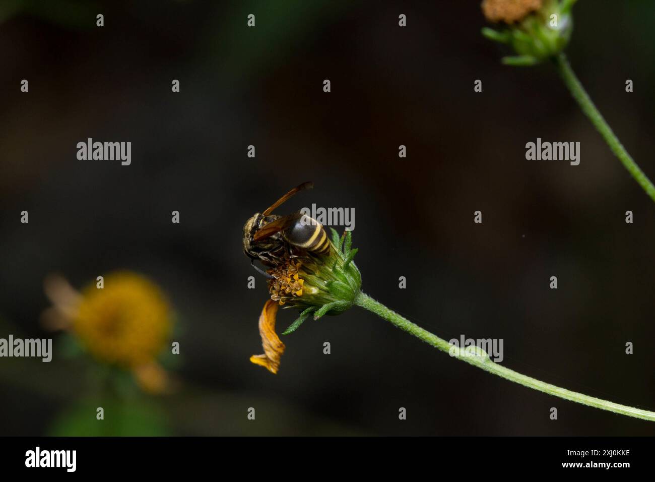 Mexican honey wasp hi-res stock photography and images - Alamy