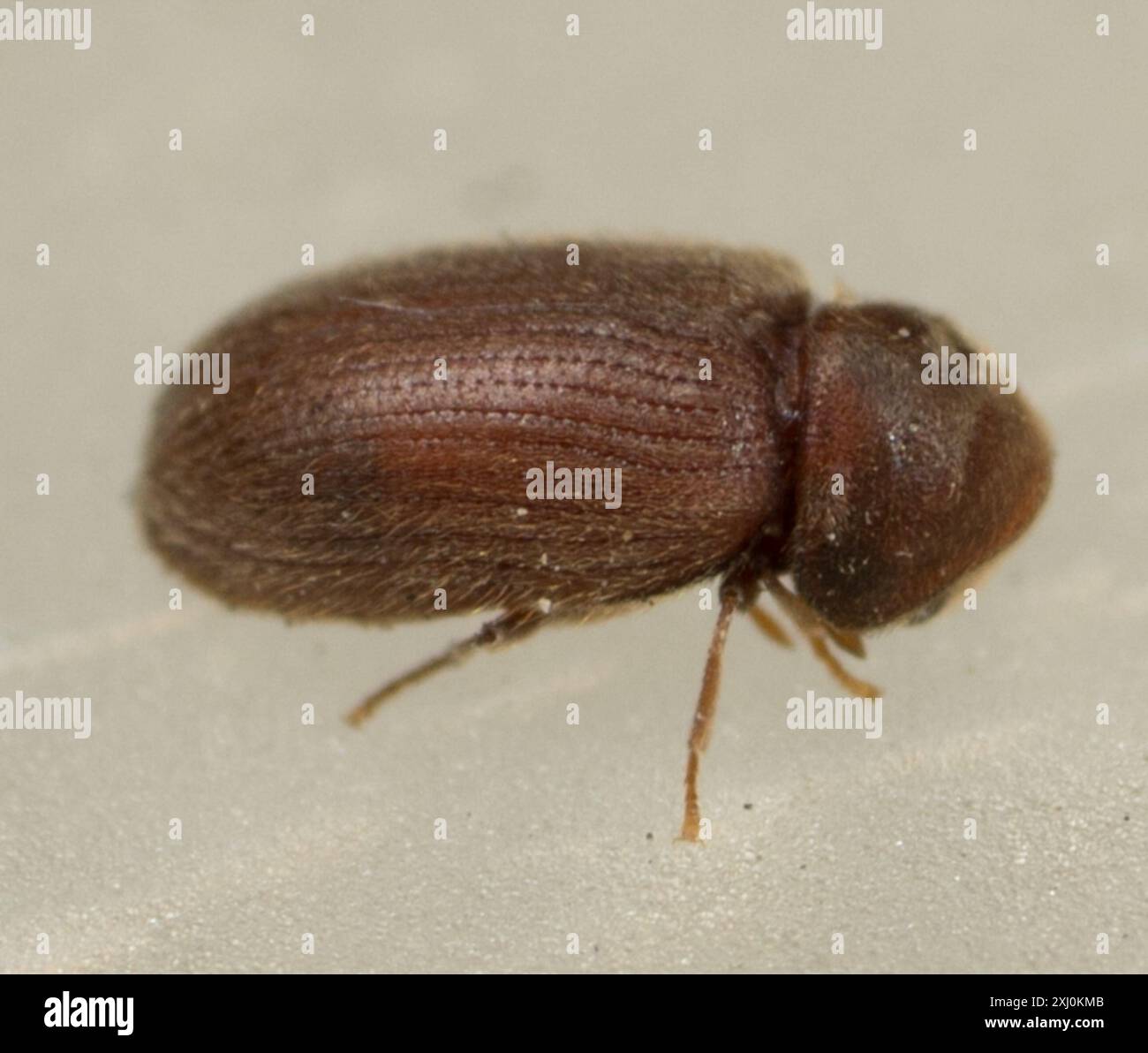 Drugstore Beetle (Stegobium paniceum) Insecta Stock Photo - Alamy