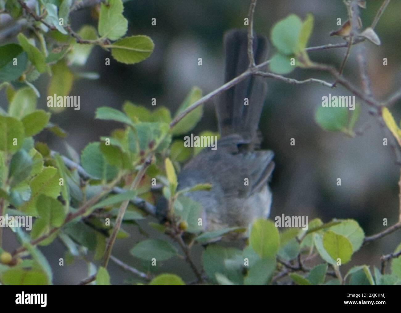 Wrentit (Chamaea fasciata) Aves Stock Photo - Alamy