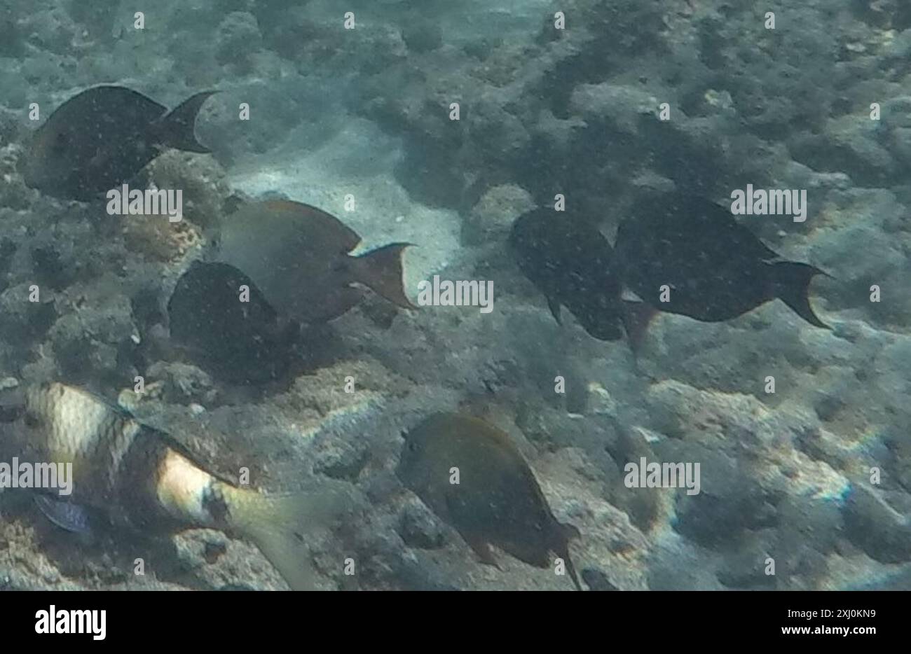 Surgeonfishes, Tangs, and Unicornfishes (Acanthuridae) Actinopterygii ...