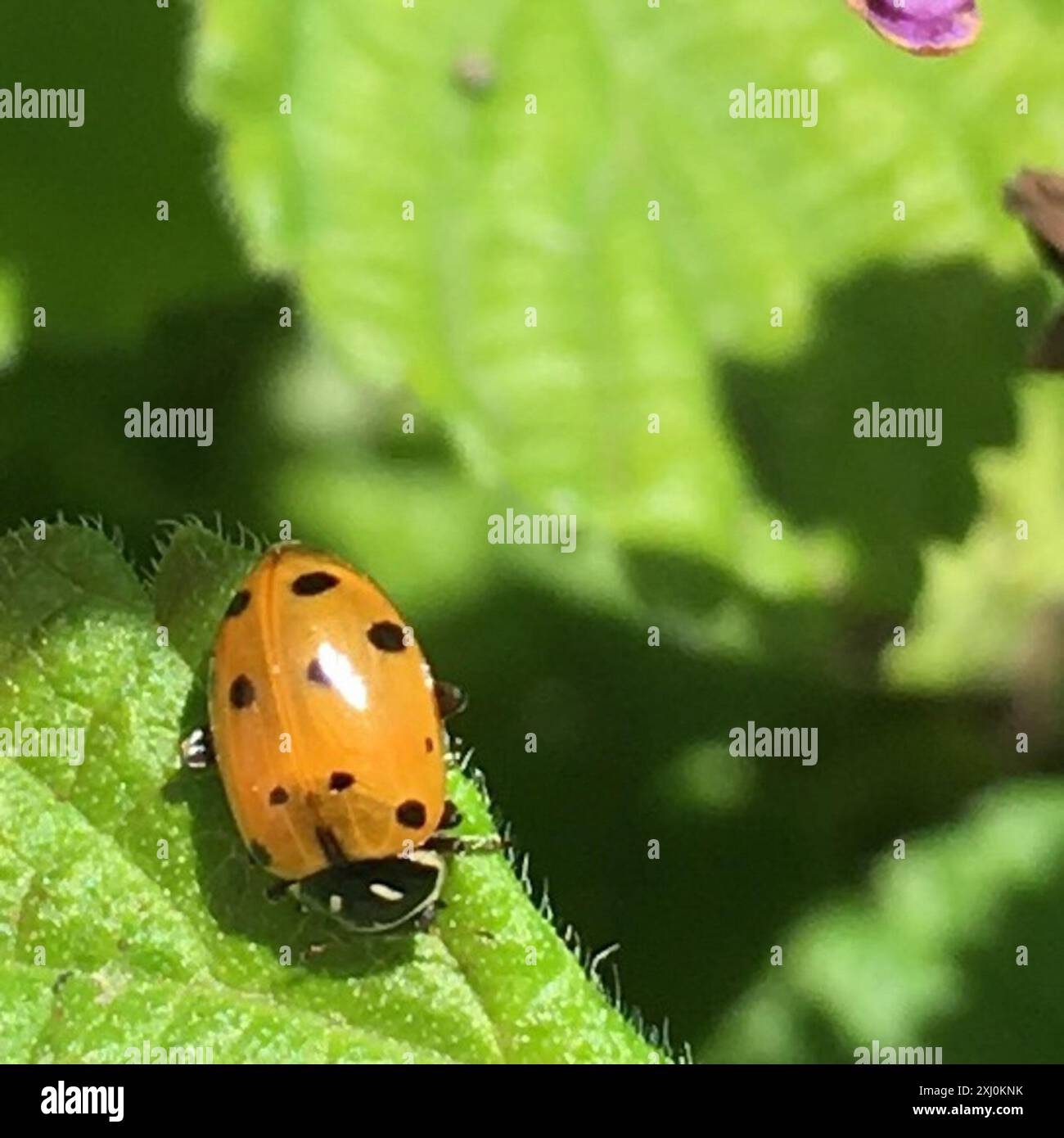 Convergent Lady Beetle (Hippodamia convergens) Insecta Stock Photo - Alamy