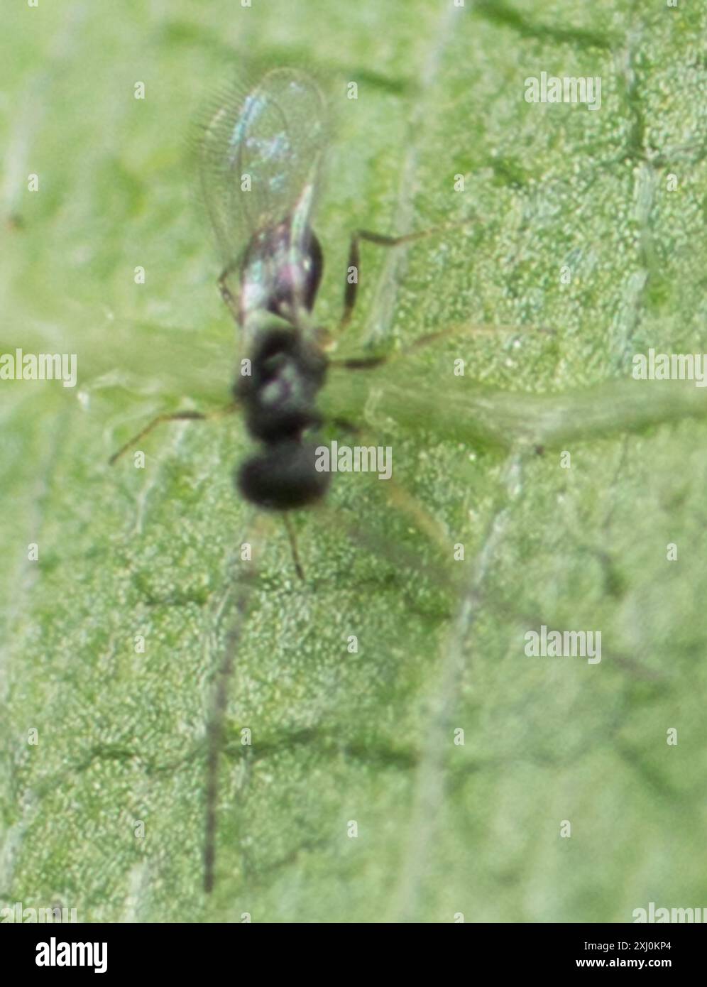 Fairy Wasps (Mymaridae) Insecta Stock Photo - Alamy