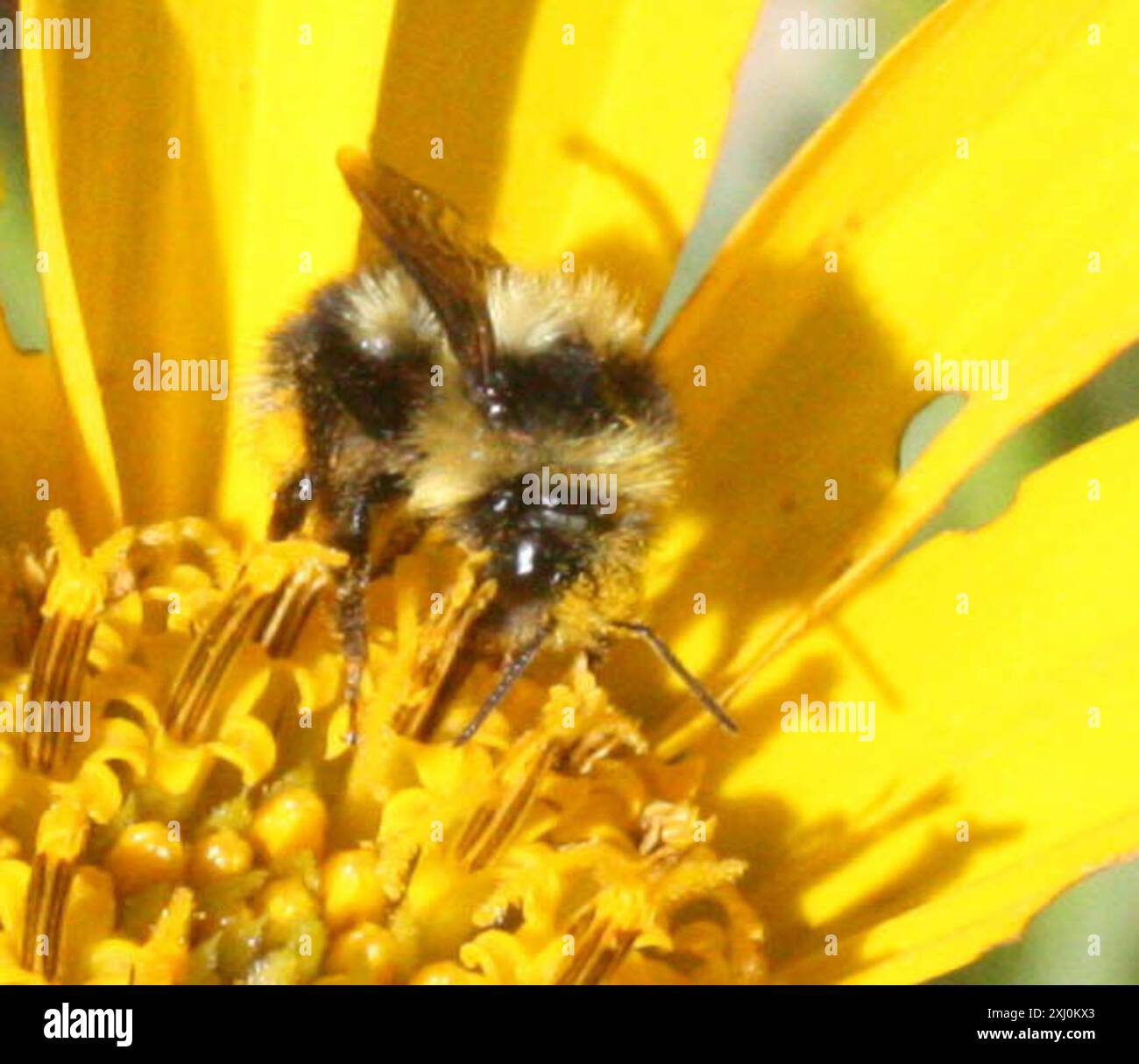 Black-tailed Bumble Bee (Bombus melanopygus) Insecta Stock Photo - Alamy