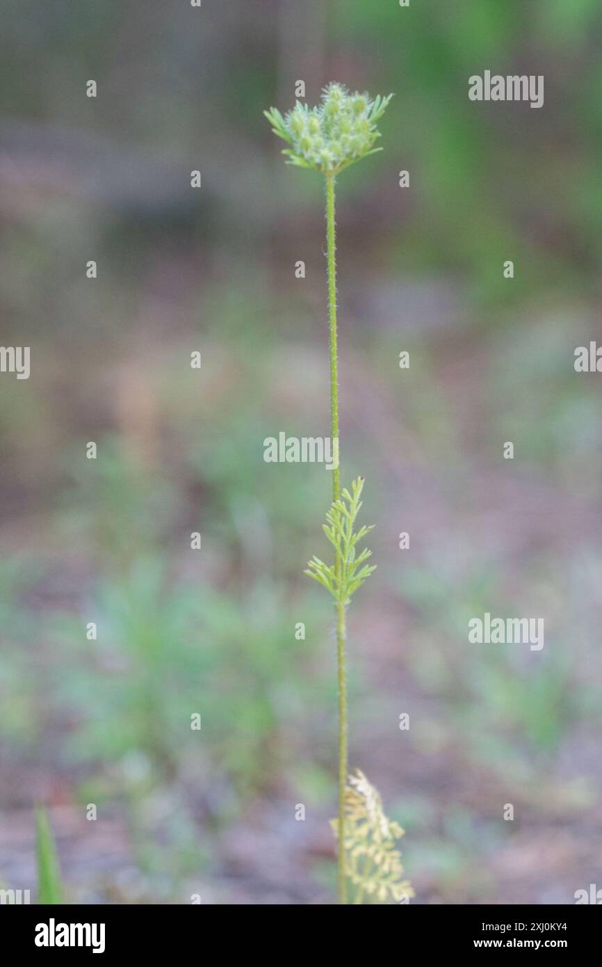 American wild carrot (Daucus pusillus) Plantae Stock Photo - Alamy