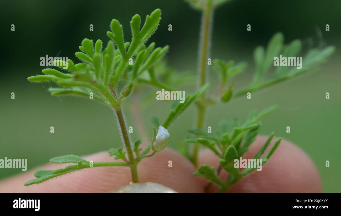 Obi-Wan conobea (Leucospora multifida) Plantae Stock Photo - Alamy