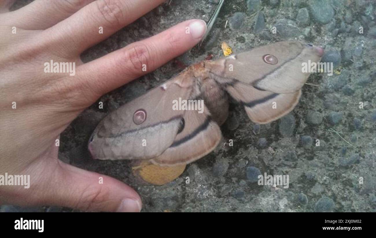 Emperor Gum Moth (Opodiphthera eucalypti) Insecta Stock Photo - Alamy