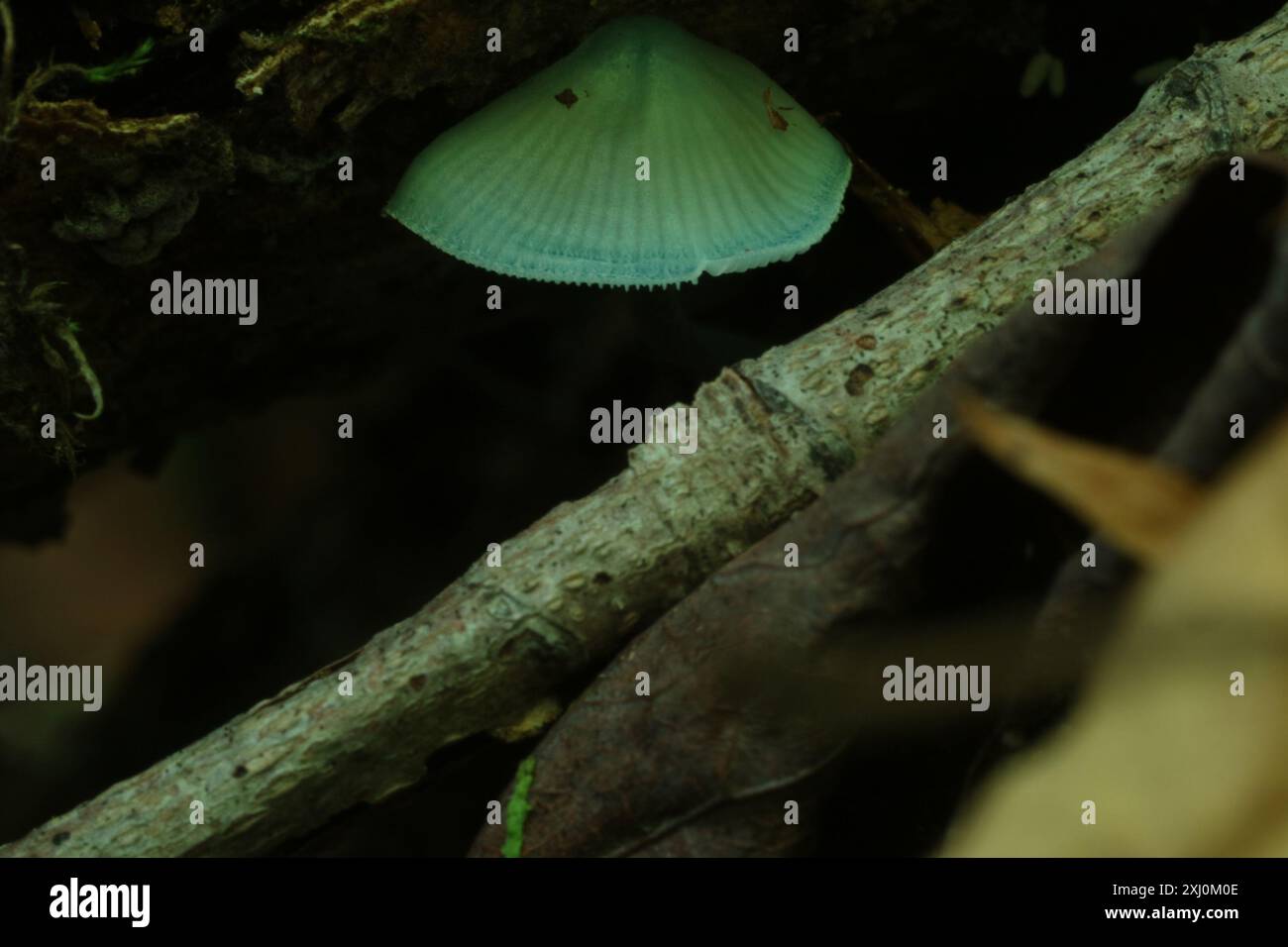 (Mycena subcaerulea) Fungi Stock Photo - Alamy