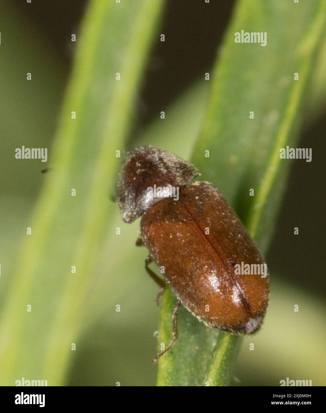 (Lasioderma haemorrhoidale) Insecta Stock Photo - Alamy