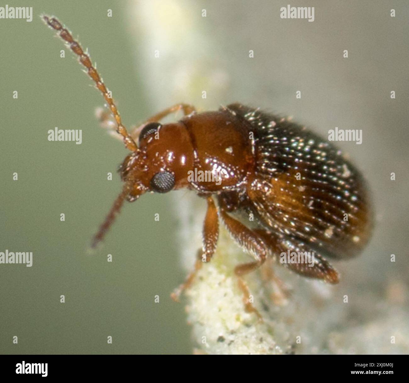 Tobacco Flea Beetle (Epitrix hirtipennis) Insecta Stock Photo - Alamy