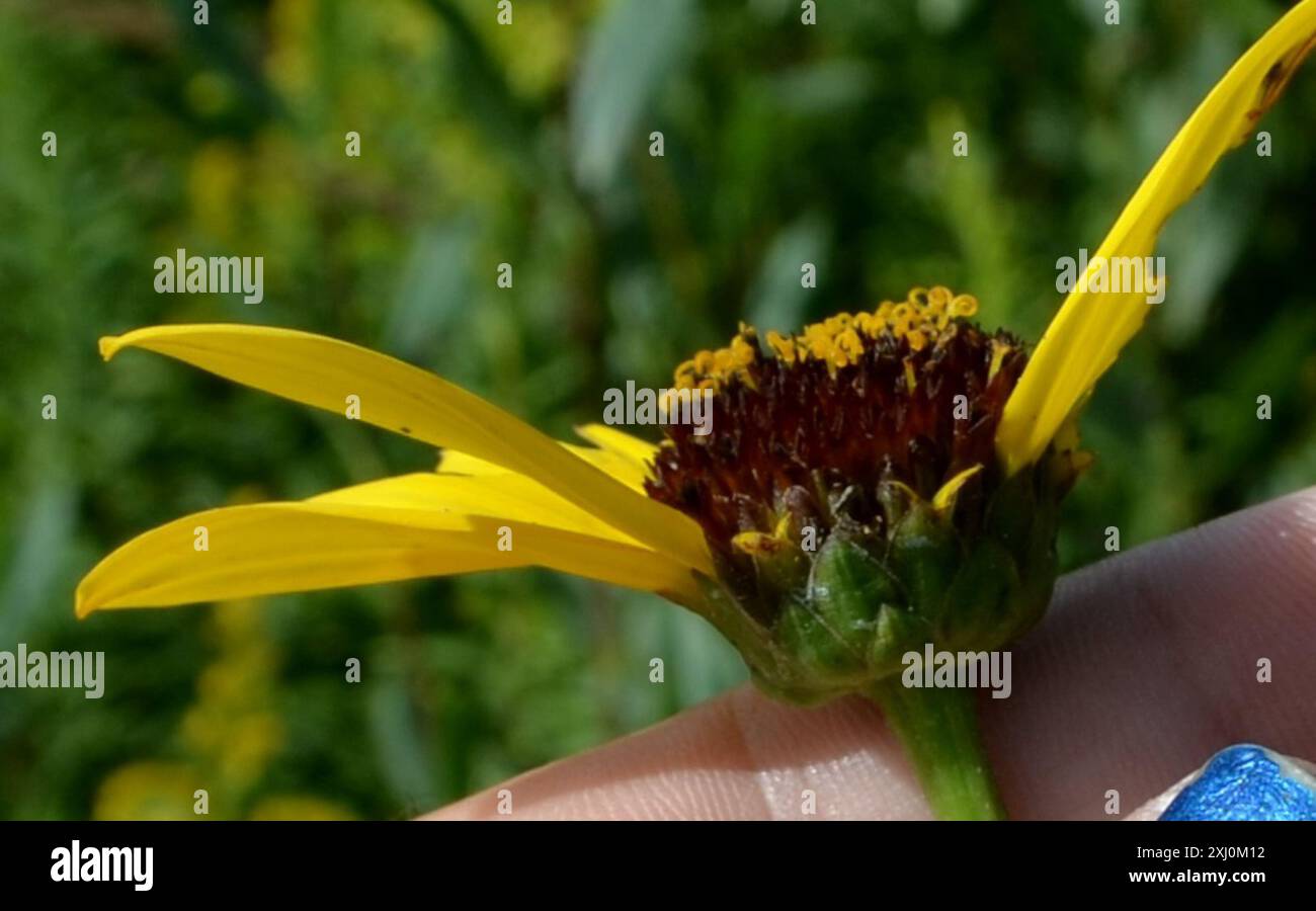 Stiff Sunflower (Helianthus pauciflorus) Plantae Stock Photo - Alamy