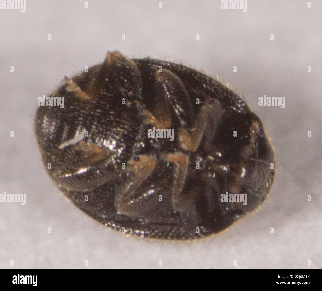 Spider Mite Destroyer (Stethorus punctum) Insecta Stock Photo - Alamy