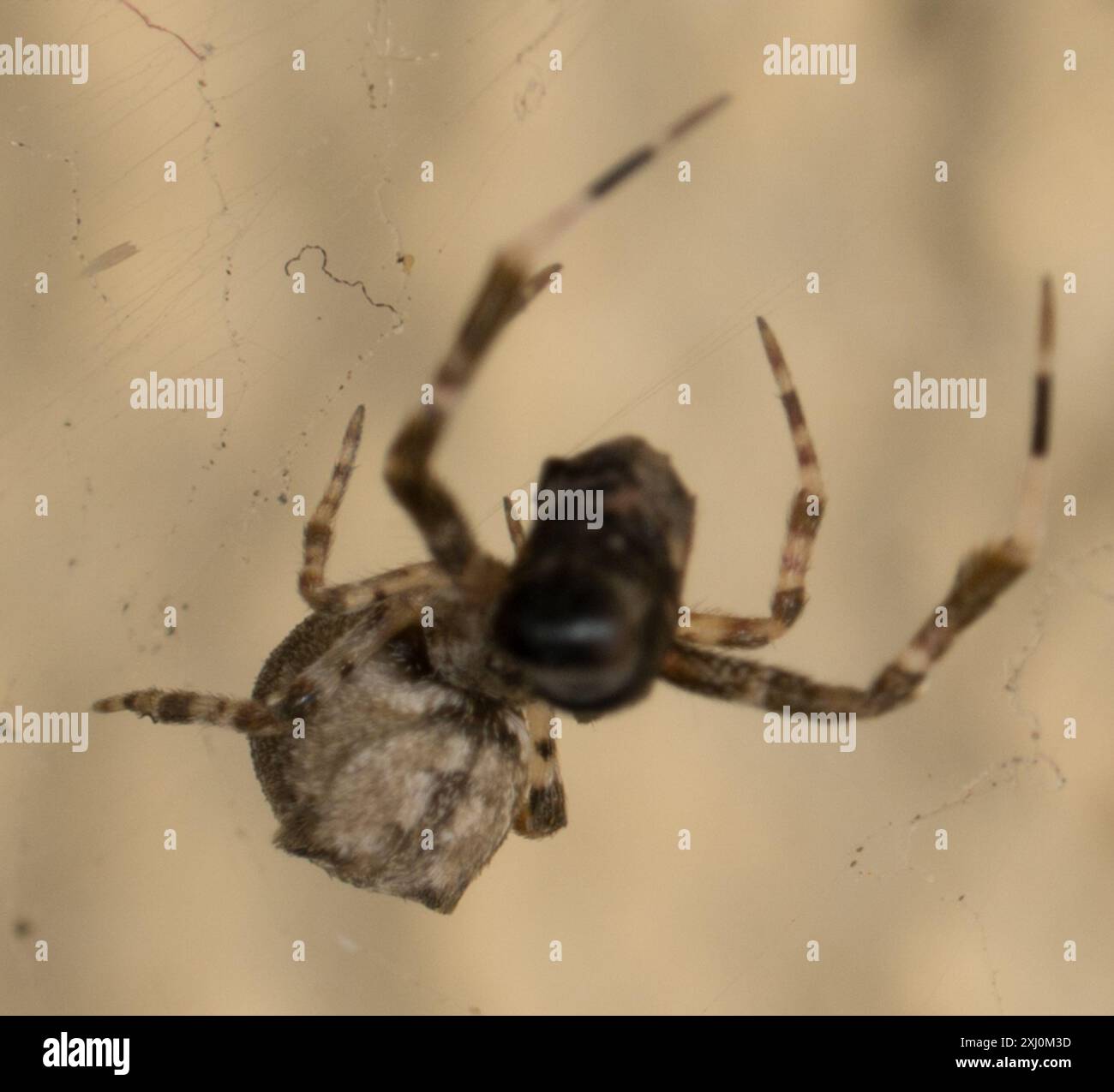 Feather-legged Spiders (Uloborus) Arachnida Stock Photo - Alamy