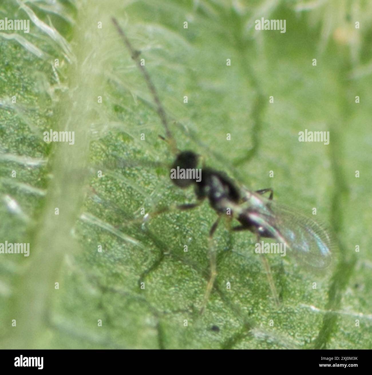 Fairy Wasps (Mymaridae) Insecta Stock Photo - Alamy