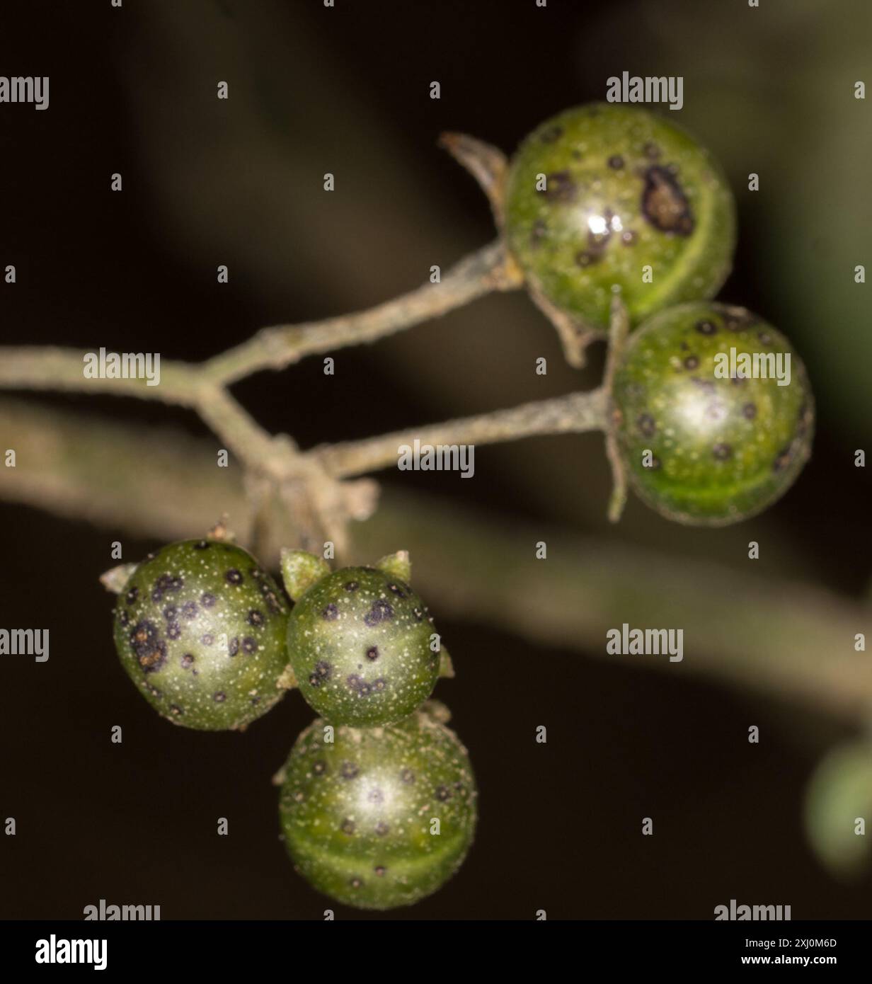 greenspot nightshade (Solanum douglasii) Plantae Stock Photo - Alamy