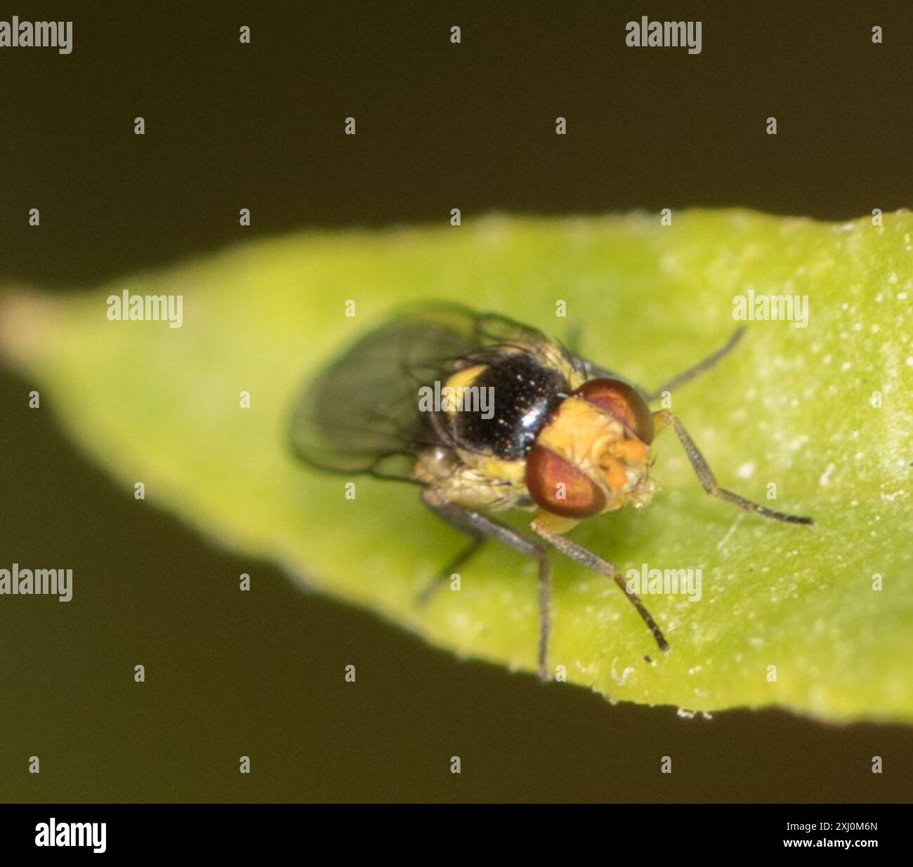 Leaf-miner Flies (Agromyzidae) Insecta Stock Photo - Alamy