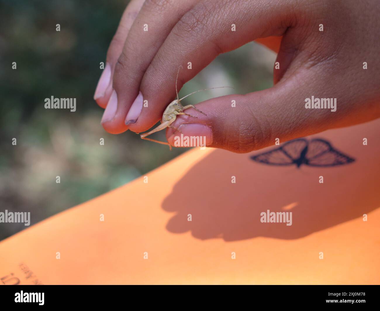 Shieldback Katydids (Tettigoniinae) Insecta Stock Photo - Alamy