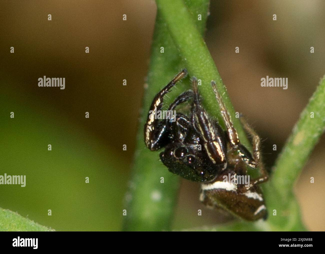 (Sassacus vitis) Arachnida Stock Photo - Alamy