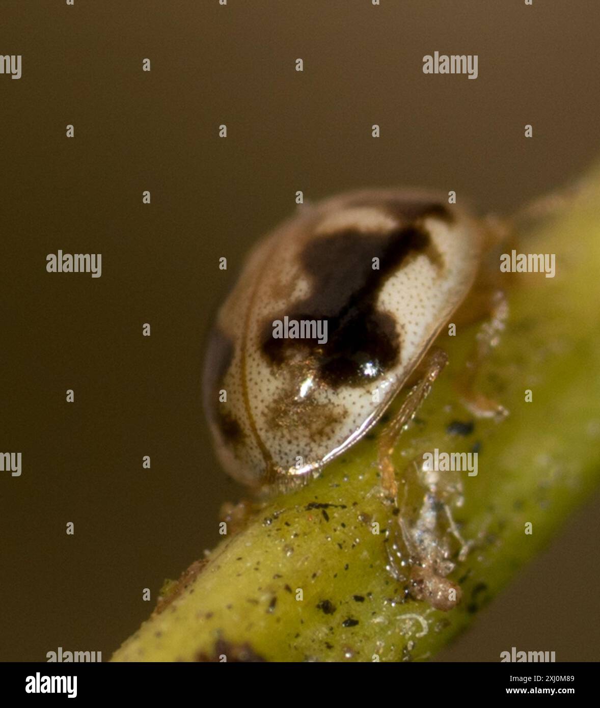 Kidney-spotted Fairy Lady Beetle (Psyllobora renifer) Insecta Stock ...