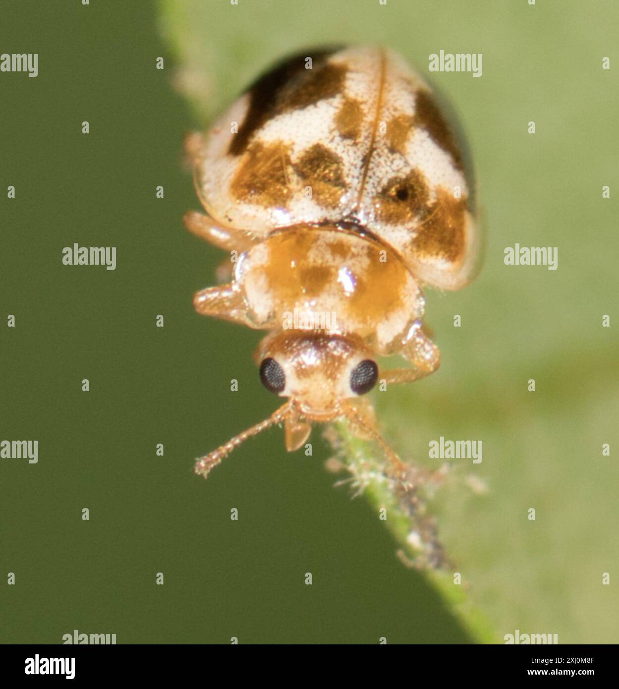 Kidney-spotted Fairy Lady Beetle (Psyllobora renifer) Insecta Stock ...