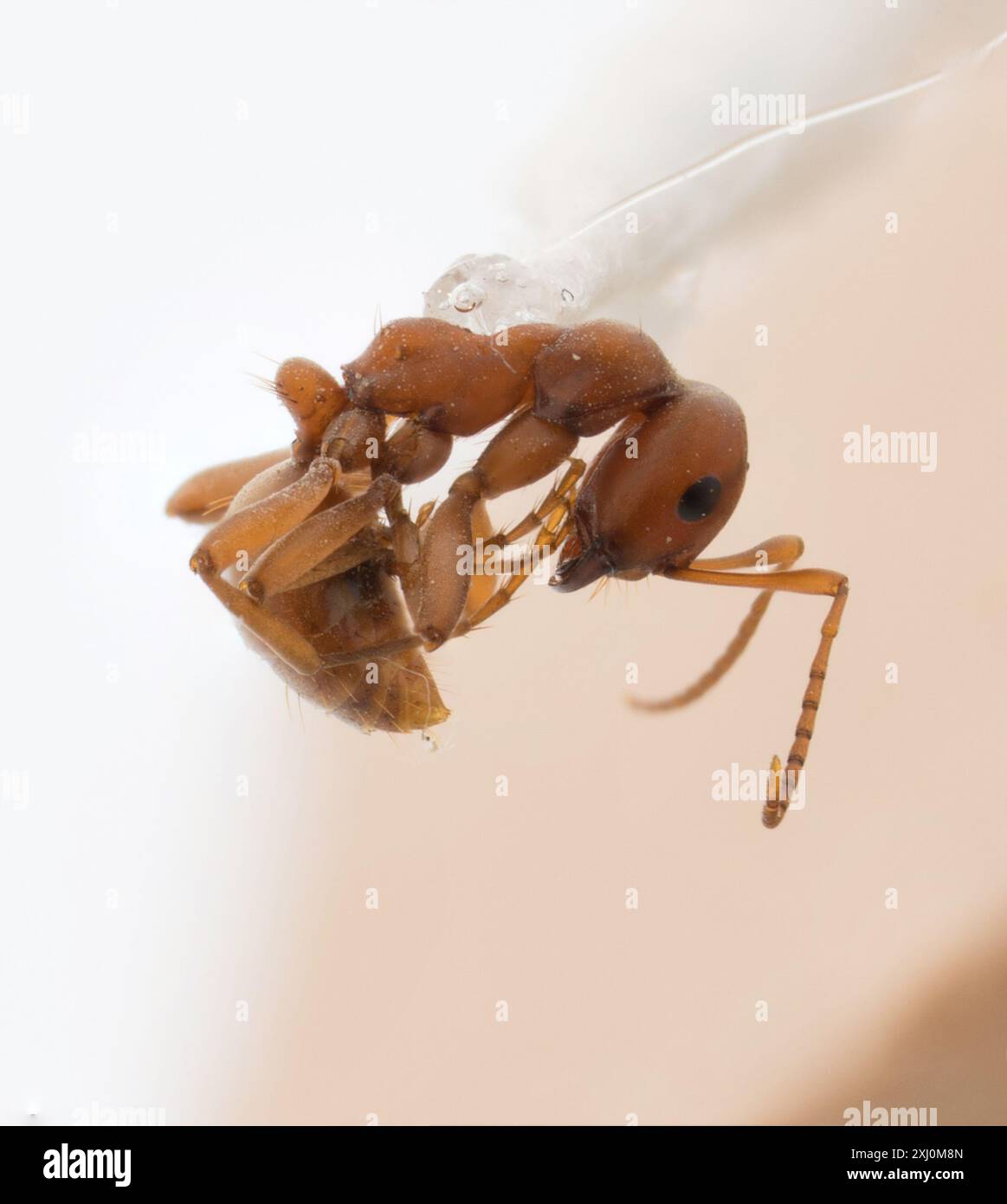 Wine-red Amazon Ant (Polyergus vinosus) Insecta Stock Photo - Alamy