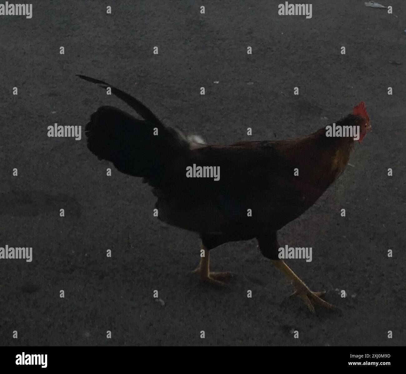 Domestic Chicken (Gallus gallus domesticus) Aves Stock Photo - Alamy