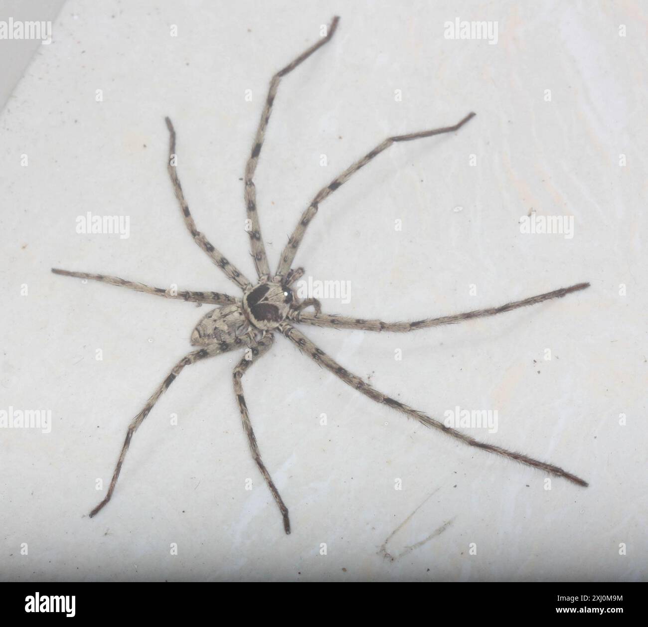Pantropical huntsman spider hi-res stock photography and images - Alamy