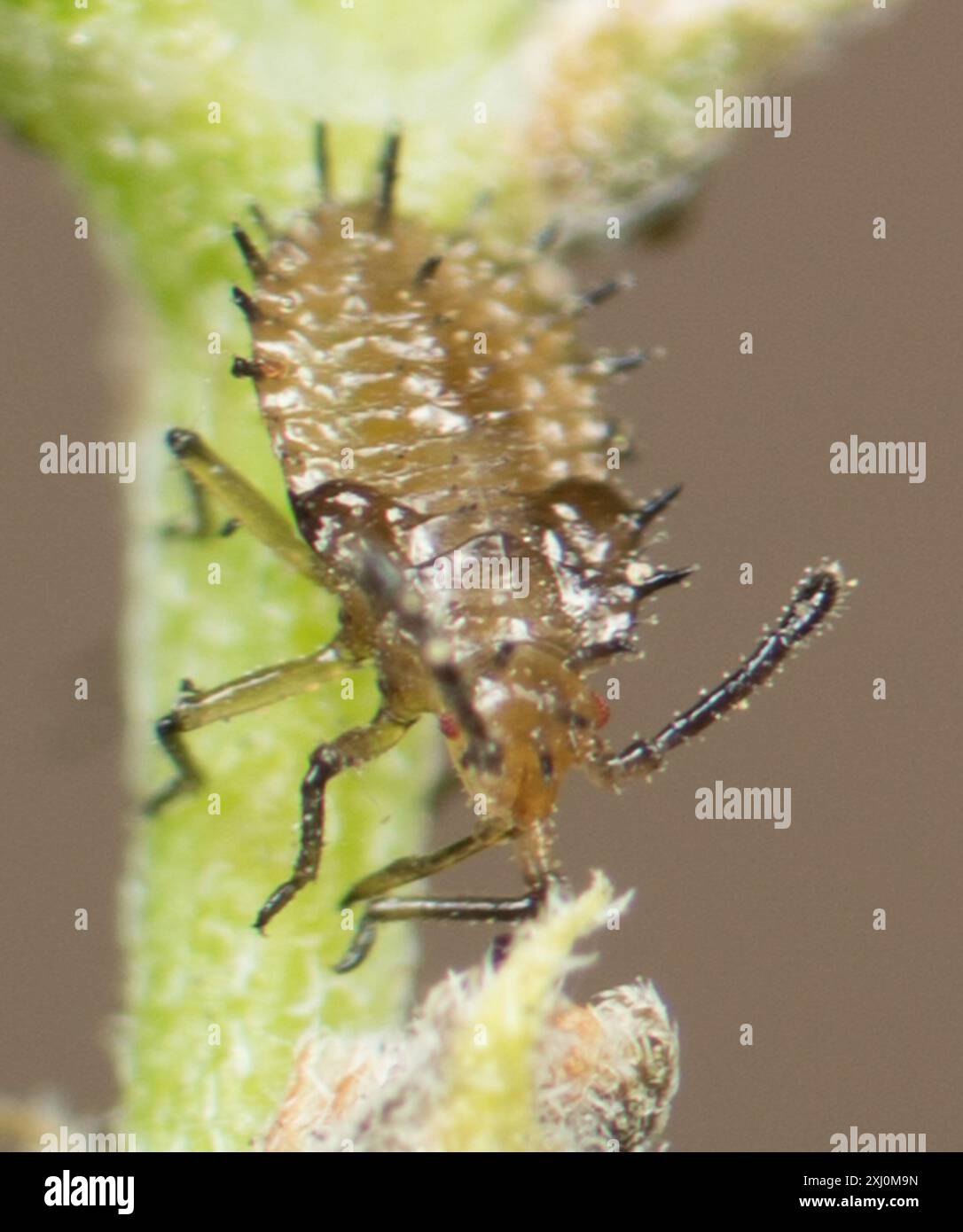 Lantana Lace Bug (Teleonemia scrupulosa) Insecta Stock Photo - Alamy