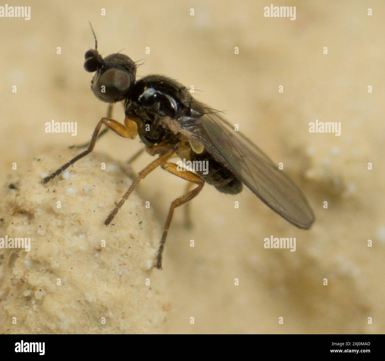 Frit Flies (Chloropidae) Insecta Stock Photo - Alamy
