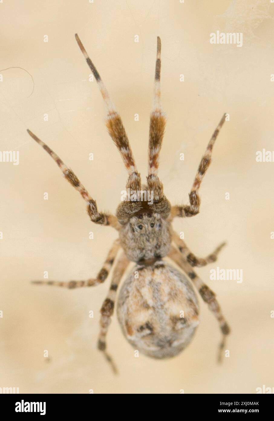(Uloborus diversus) Arachnida Stock Photo - Alamy