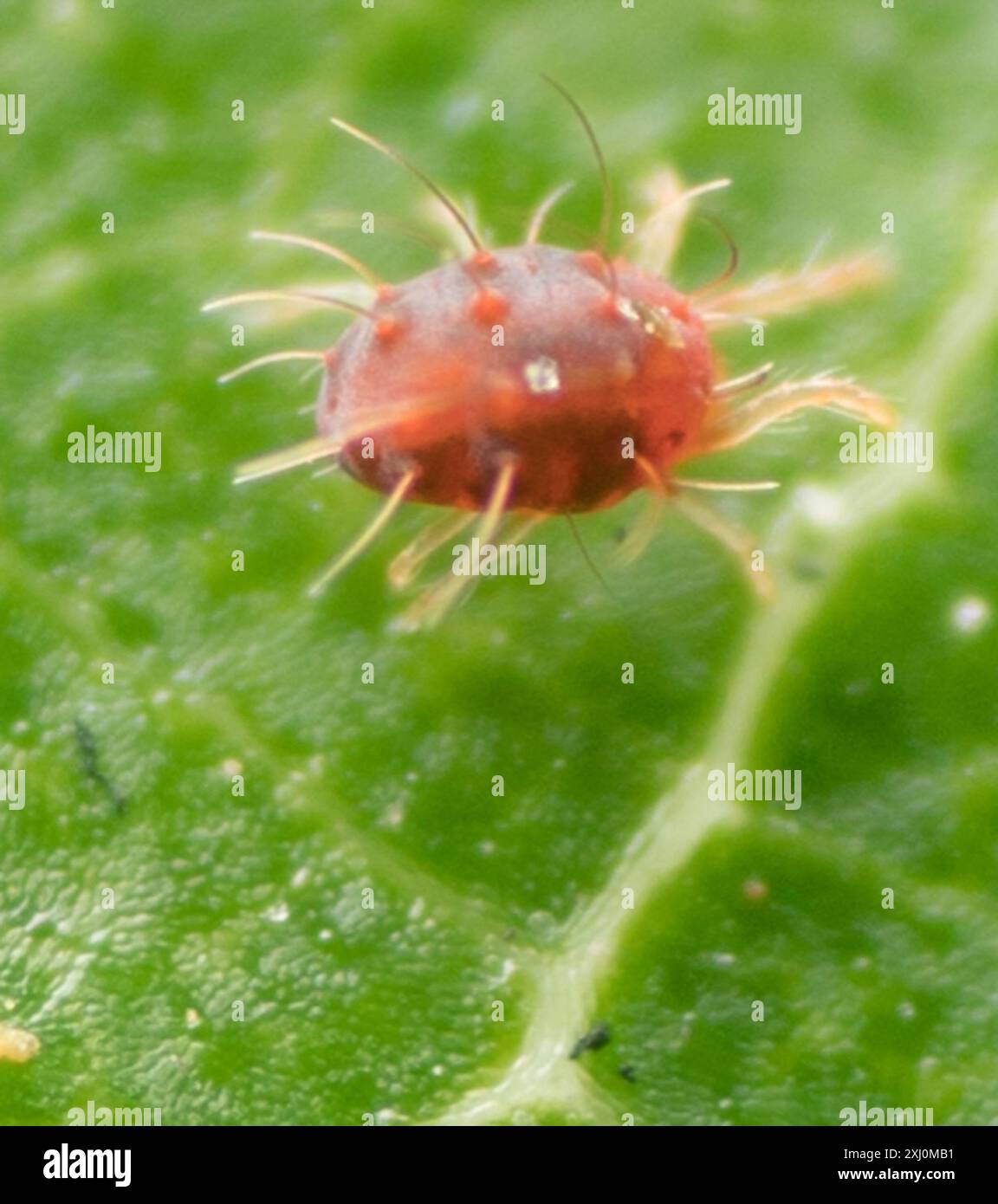 Mites and Ticks (Acari) Arachnida Stock Photo - Alamy