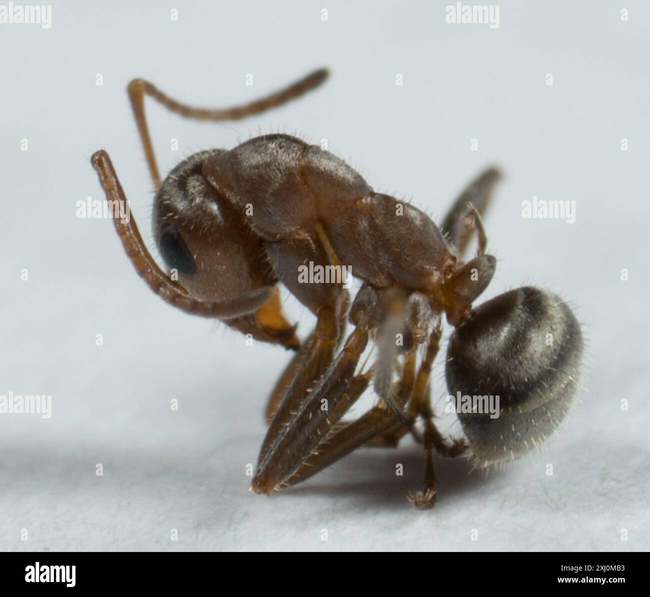 fusca-group Field Ants and Allies (Formica fusca) Insecta Stock Photo ...