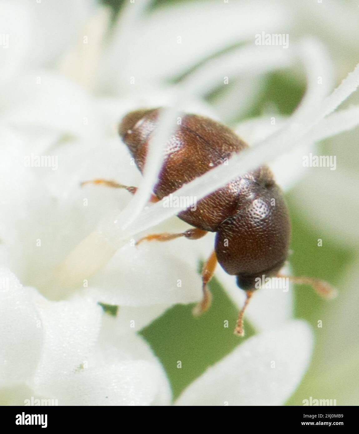 Short-winged Flower Beetles (Kateretidae) Insecta Stock Photo - Alamy