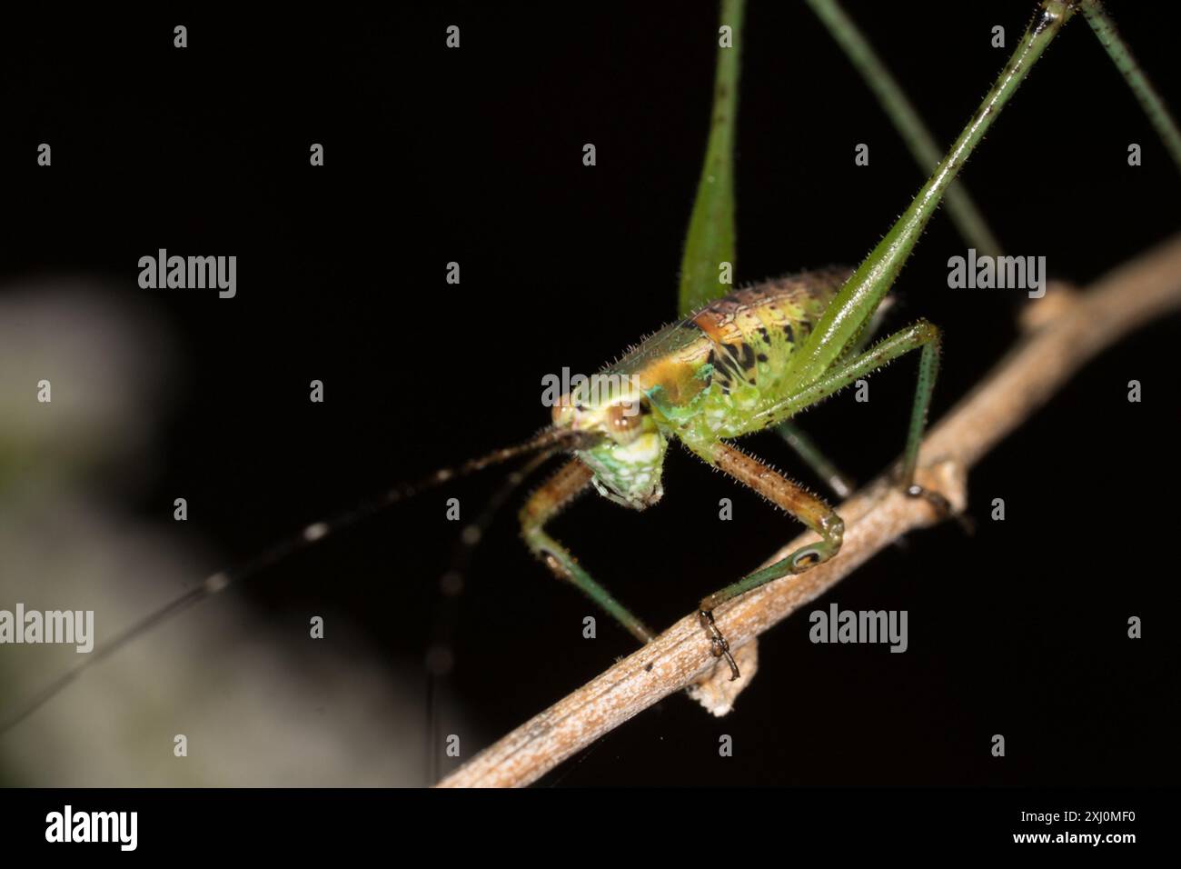 Mexican Bush Katydid (Scudderia mexicana) Insecta Stock Photo - Alamy