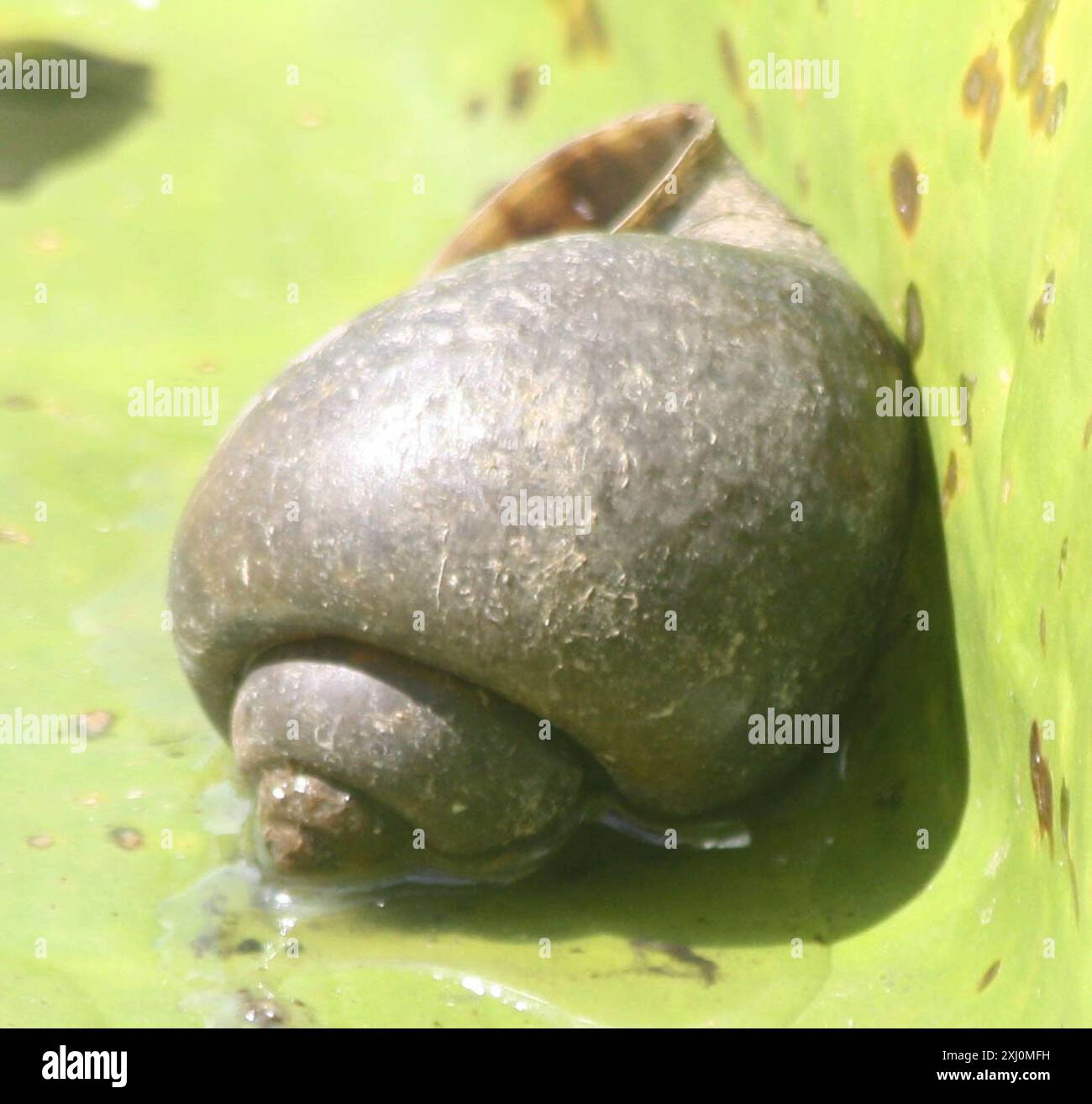 Channeled Apple Snail (Pomacea canaliculata) Mollusca Stock Photo - Alamy