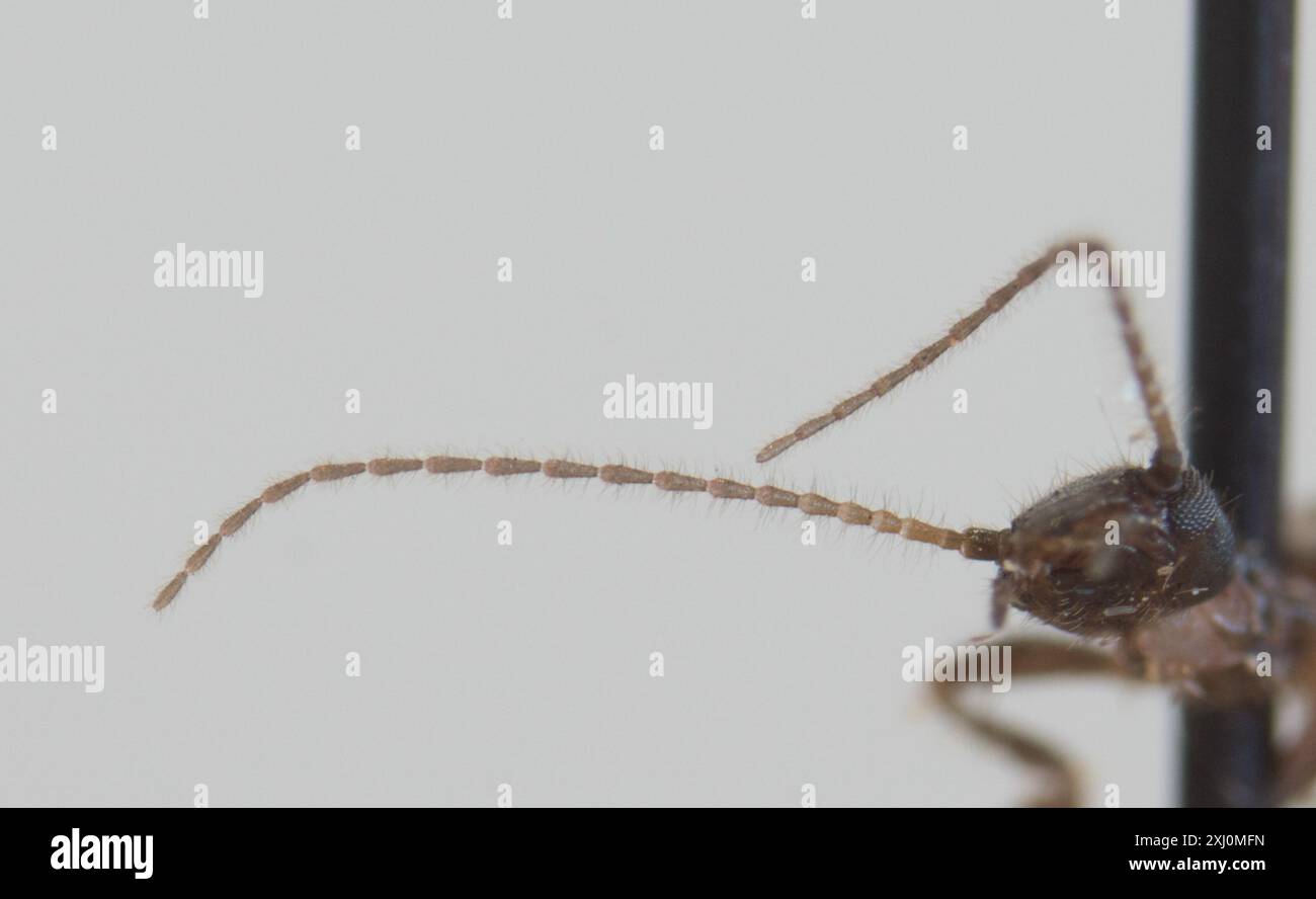 Black Webspinner (Oligotoma nigra) Insecta Stock Photo - Alamy