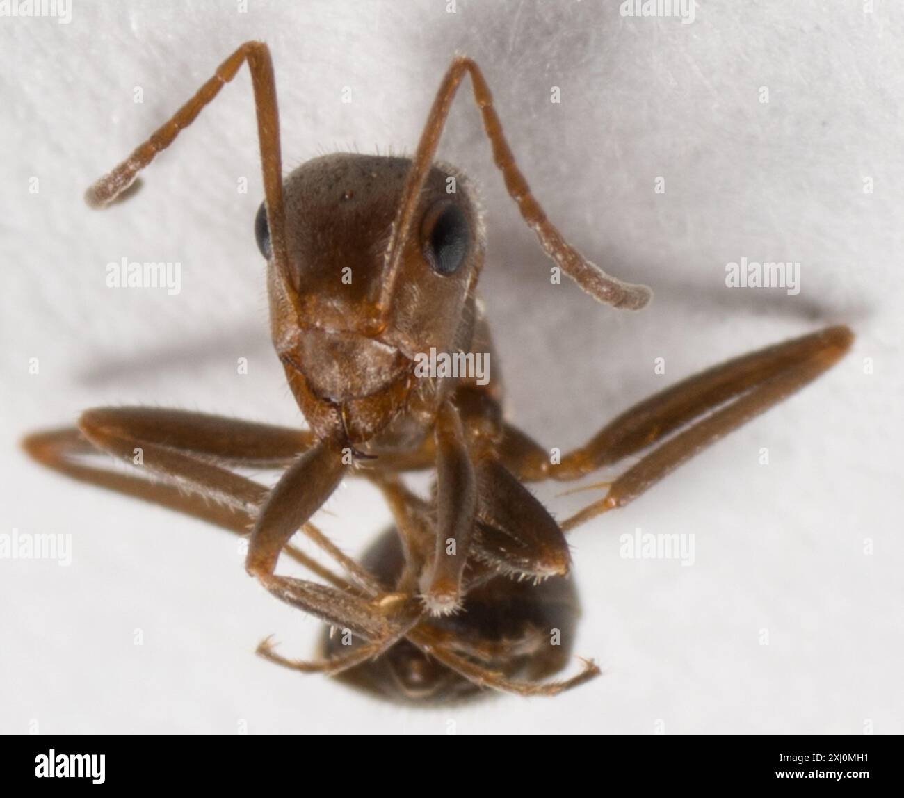 fusca-group Field Ants and Allies (Formica fusca) Insecta Stock Photo ...