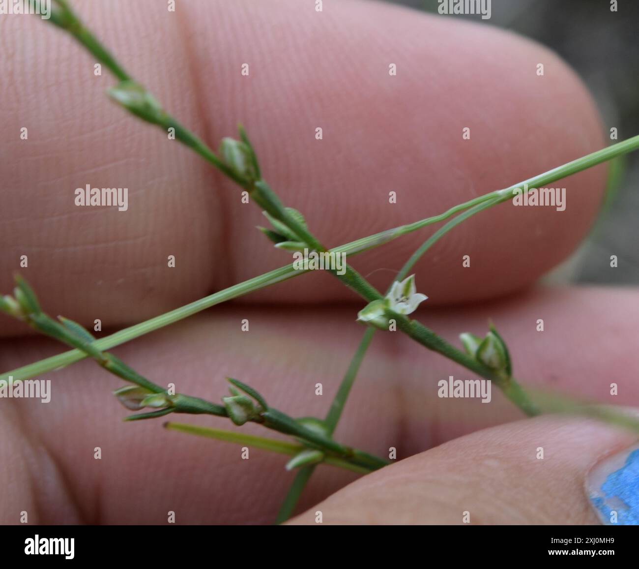 Slender Knotweed (Polygonum tenue) Plantae Stock Photo - Alamy