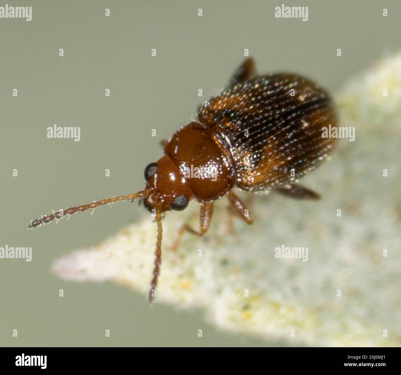 Tobacco Flea Beetle (Epitrix hirtipennis) Insecta Stock Photo - Alamy