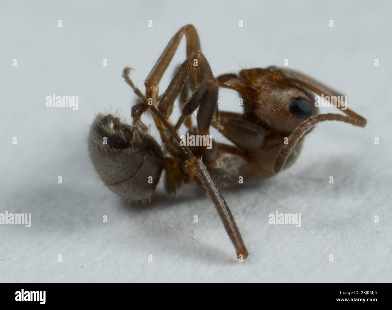 fusca-group Field Ants and Allies (Formica fusca) Insecta Stock Photo ...