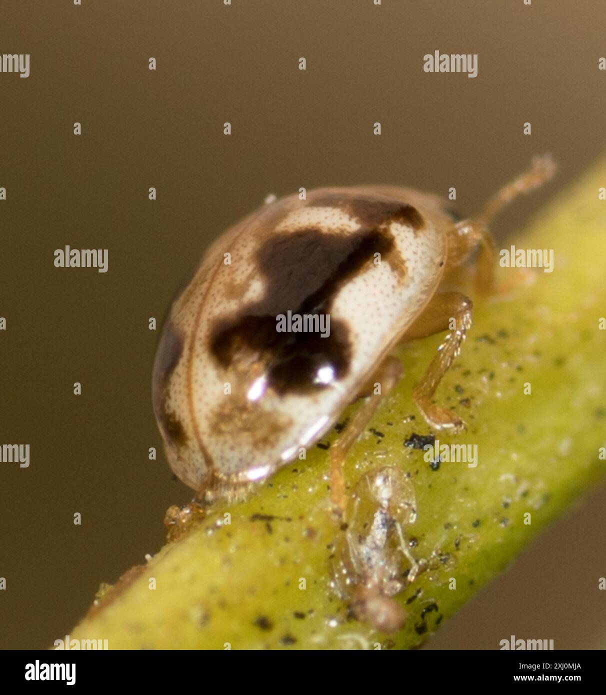 Kidney-spotted Fairy Lady Beetle (Psyllobora renifer) Insecta Stock ...
