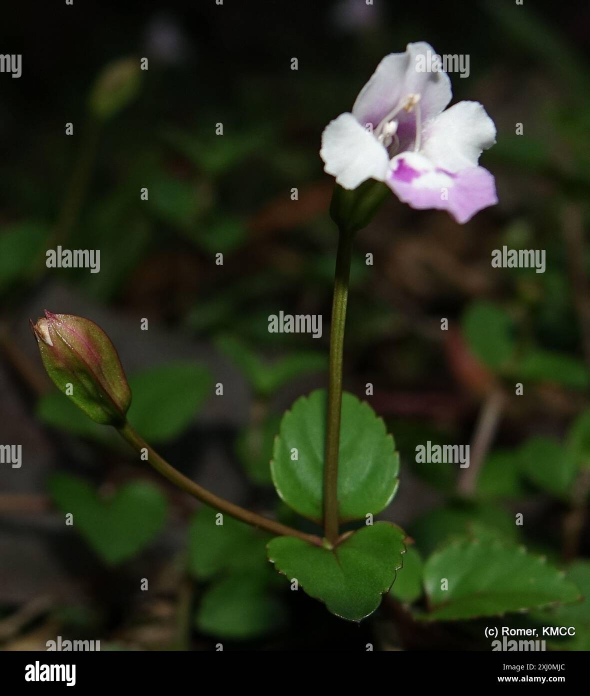 Linderniaceae family hi-res stock photography and images - Alamy