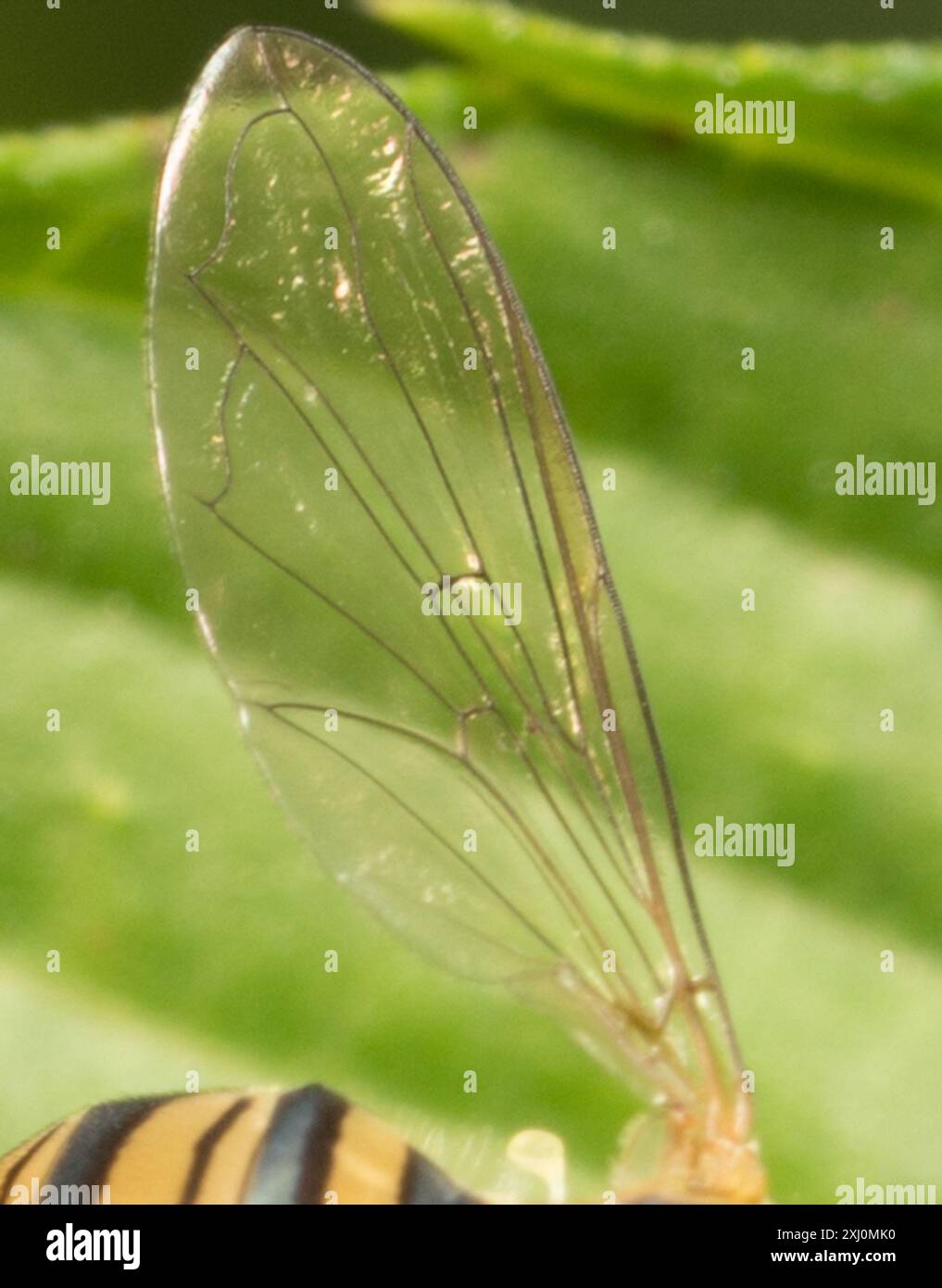 Maize Calligrapher (Toxomerus politus) Insecta Stock Photo - Alamy
