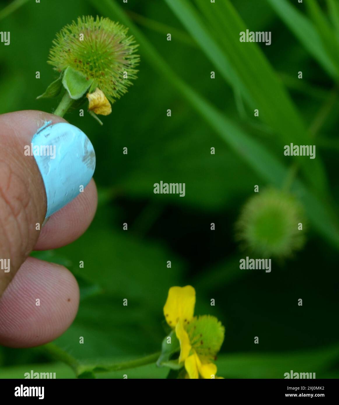 Yellow Avens (Geum aleppicum) Plantae Stock Photo - Alamy