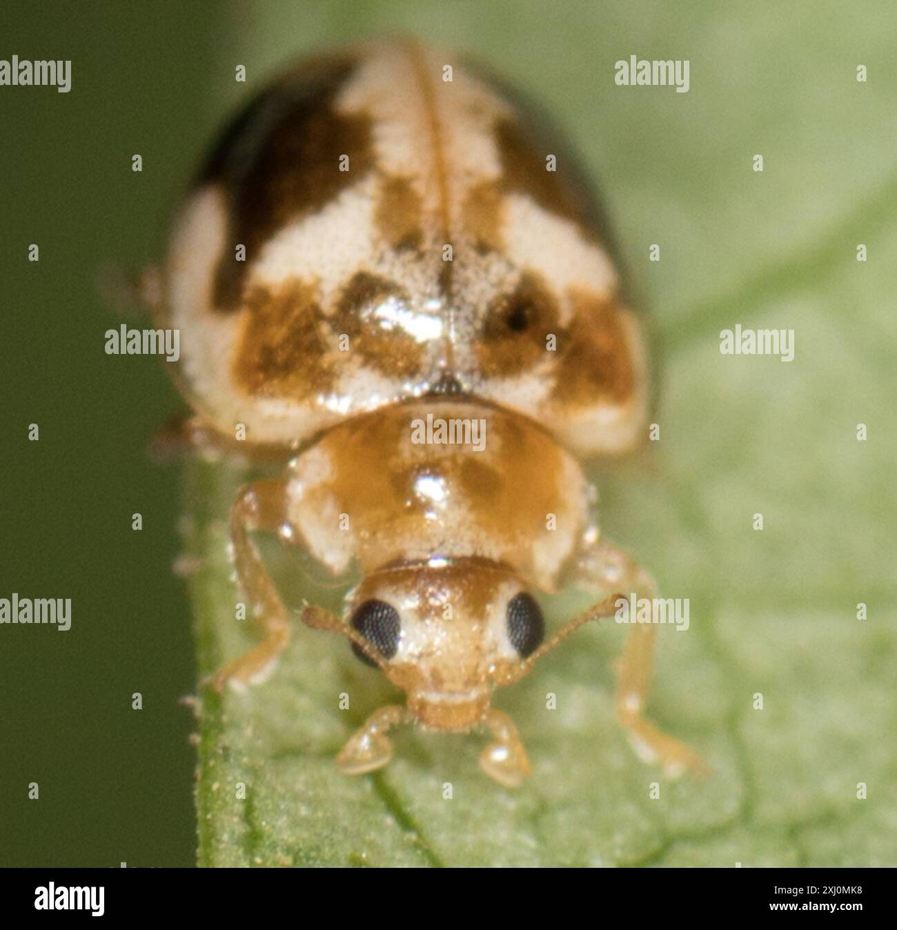 Kidney-spotted Fairy Lady Beetle (Psyllobora renifer) Insecta Stock ...