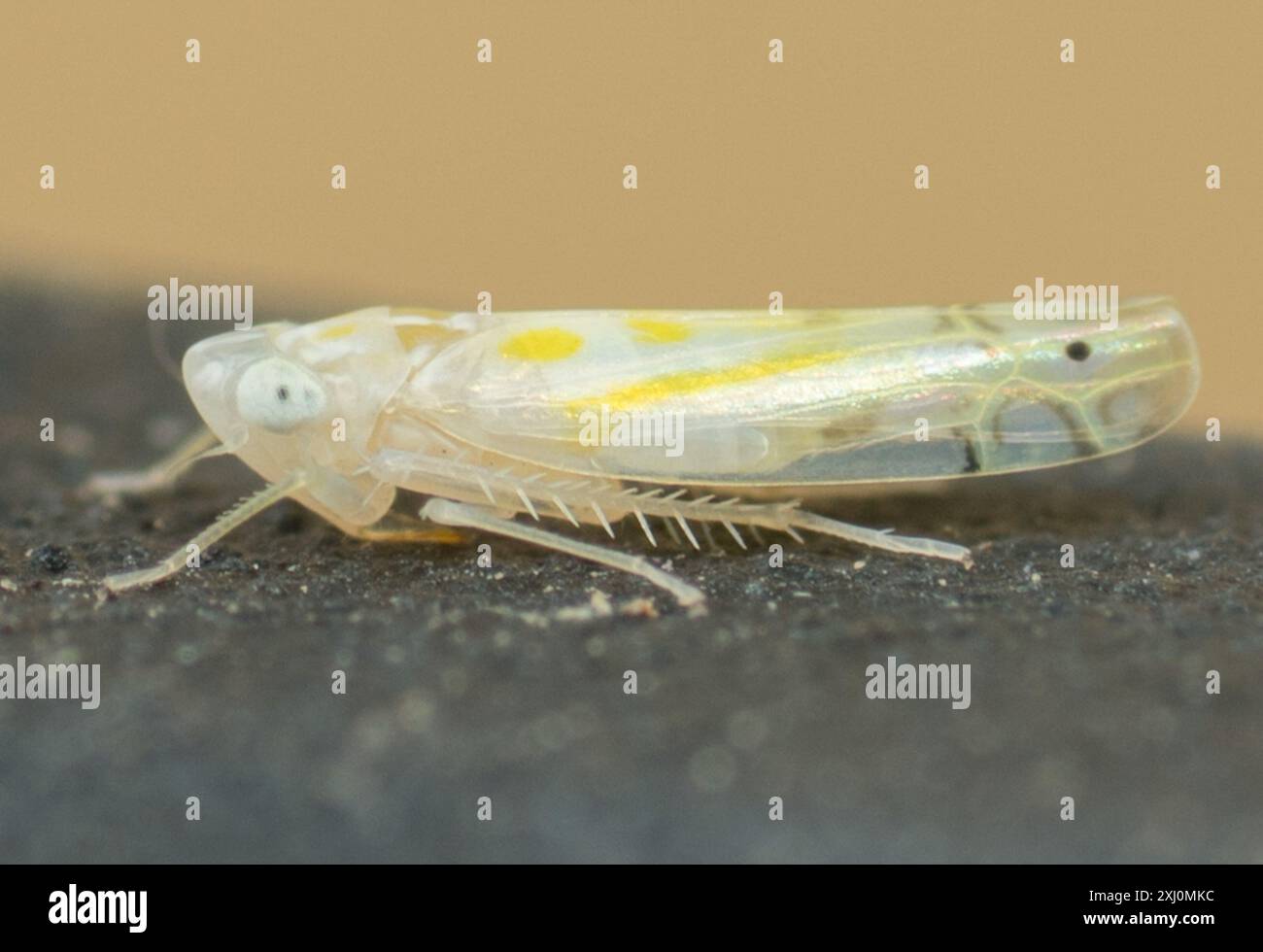 Sycamore Leafhopper (Alconeura quadrimaculata) Insecta Stock Photo - Alamy