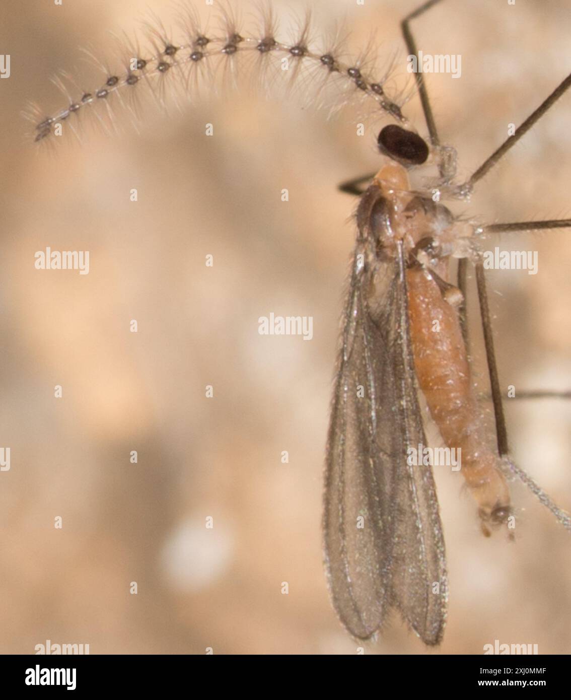 Gall and Forest Midges (Cecidomyiidae) Insecta Stock Photo - Alamy