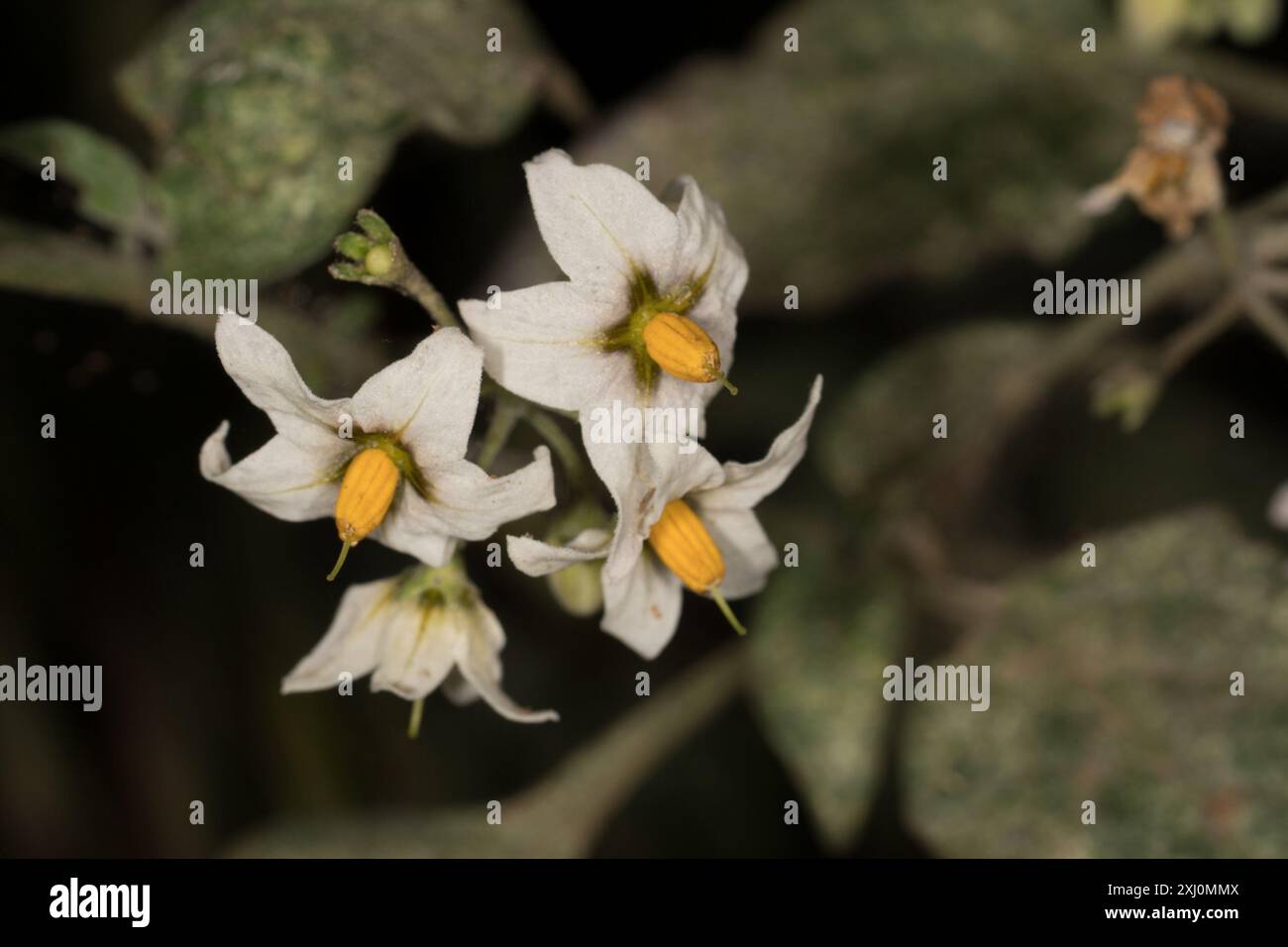 greenspot nightshade (Solanum douglasii) Plantae Stock Photo - Alamy