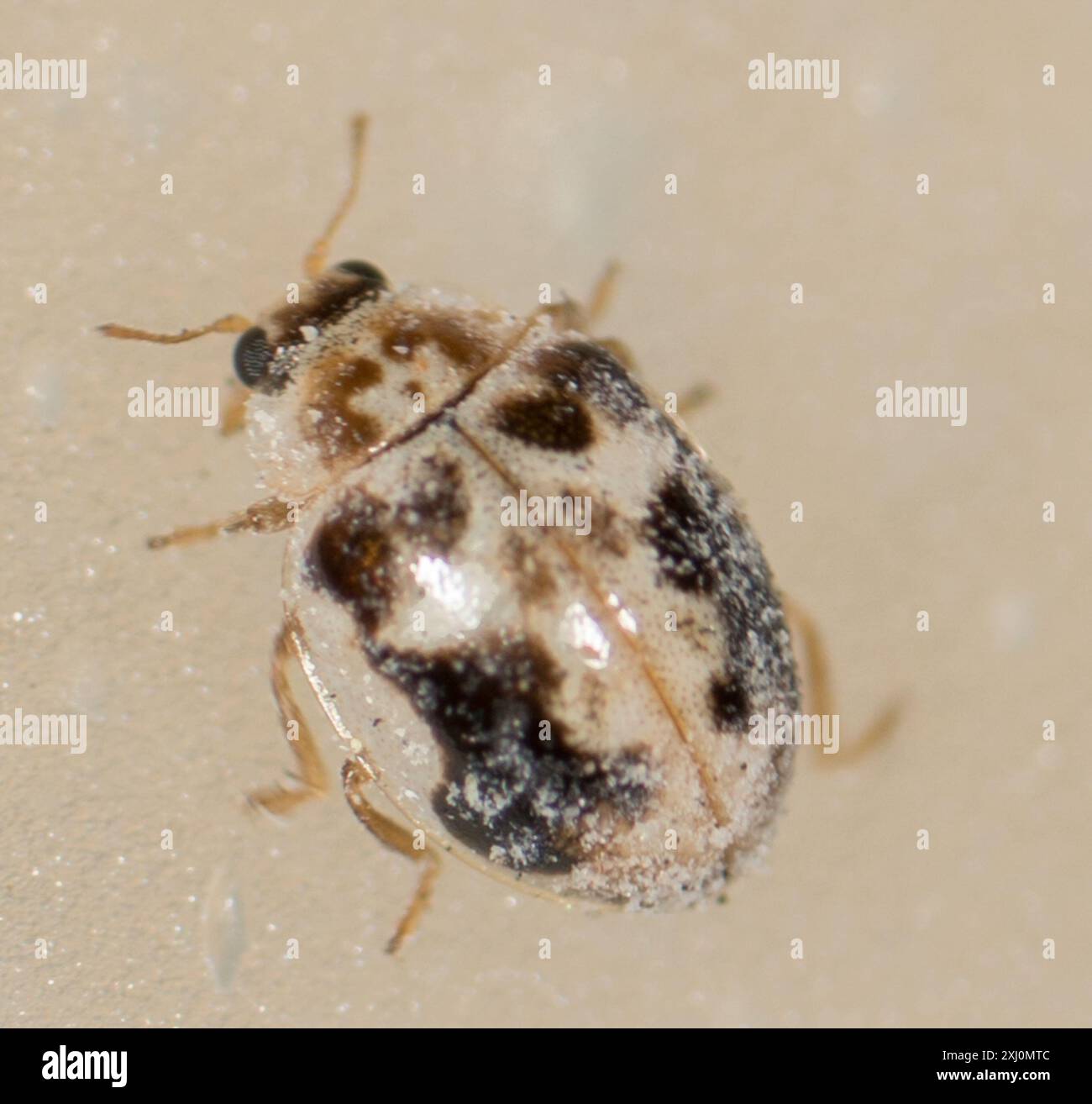 Kidney-spotted Fairy Lady Beetle (Psyllobora renifer) Insecta Stock ...