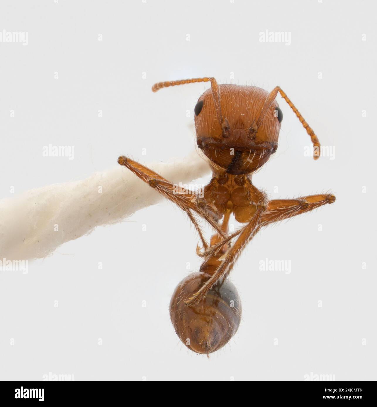 California Harvester Ant (Pogonomyrmex californicus) Insecta Stock ...