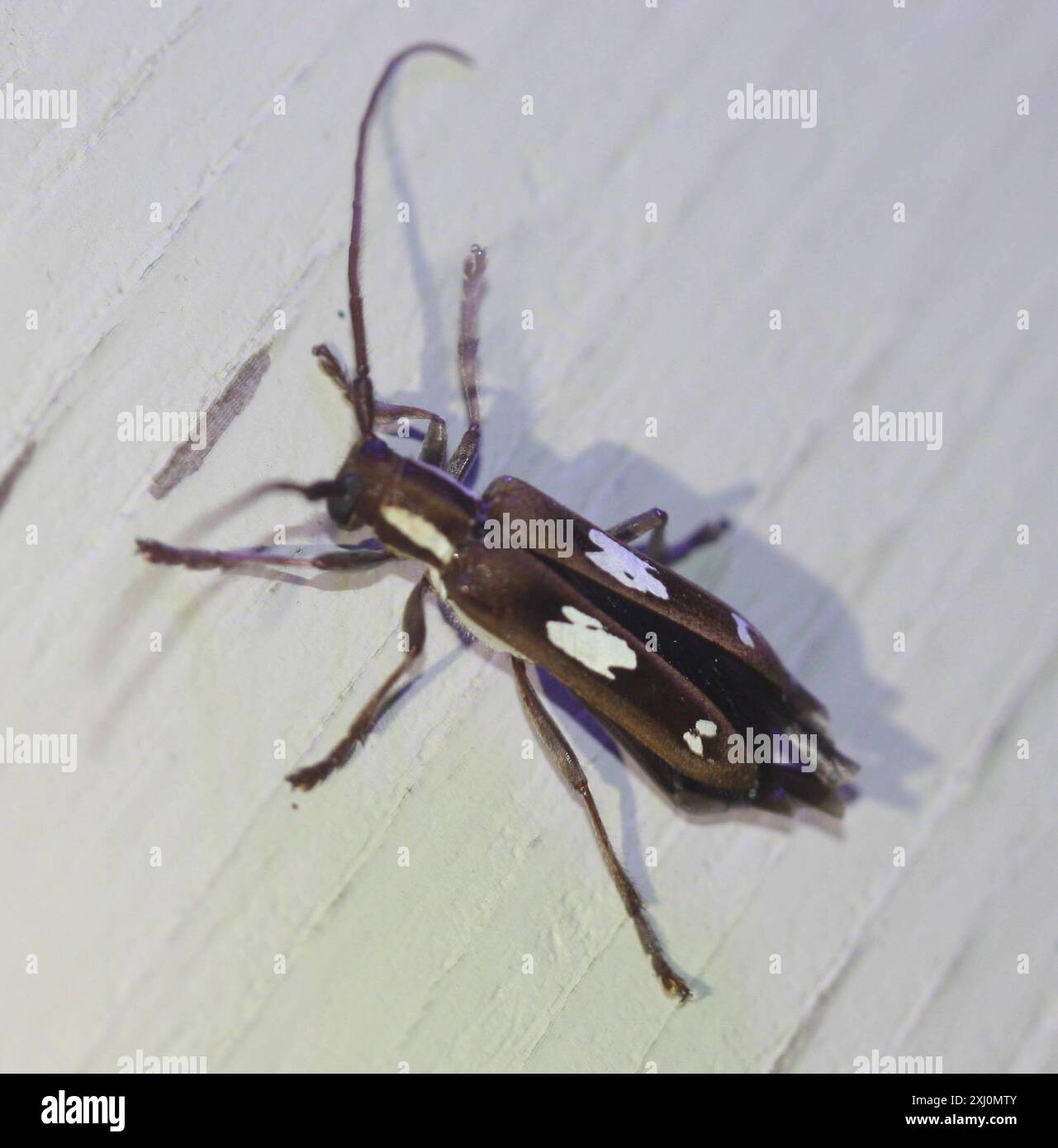 Spotted Apple Tree Borer (Saperda cretata) Insecta Stock Photo - Alamy